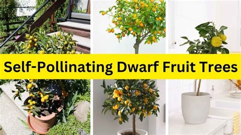 Self Pollinating Dwarf Fruit Trees Slick Garden