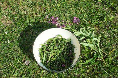 Premium Photo Process Of Fermentation Of Tea Manual Processing Ivan Tea Fermentation