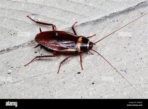American Cockroach Periplaneta Americana Foraging Hi Res Stock