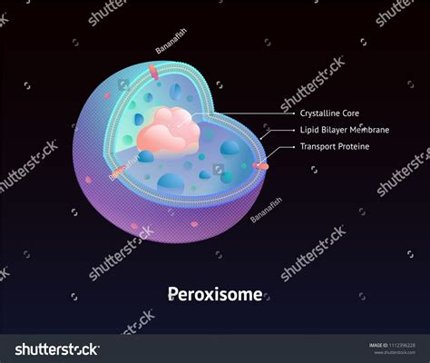 Structure Of Peroxisomes