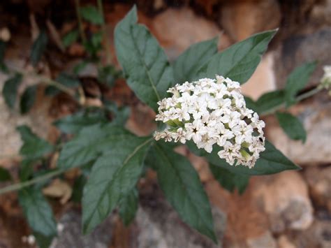 Tournefortia Hartwegiana Tatachinole 6 Boraginaceae Arro… Flickr