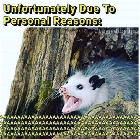 44 Opossum Memes Overflowing With Chaos Trash And Pure Joy