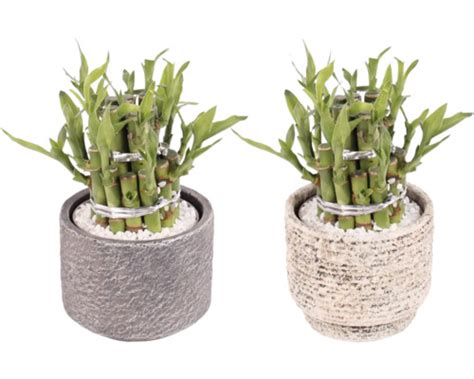 Bambudracena Floraself Lucky Bamboo Krukstorlek Ø11cm Emma Köp På