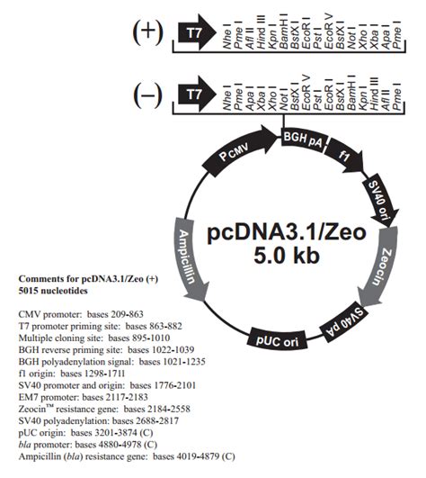 Pcdna31zeo载体质粒图谱、序列、说明书、价格otherforof