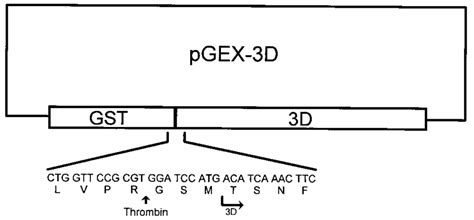 Schematic Representation Of Expression Plasmid Pgex 3d The Expanded