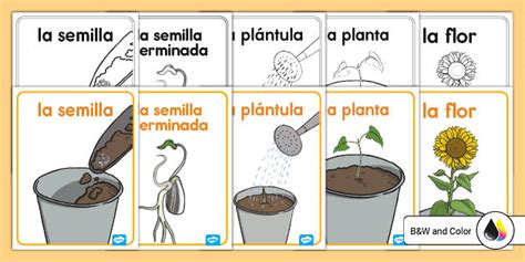 Folleto Ciclo De Vida De Una Planta Folleto Ciclo De Vida De Una Planta