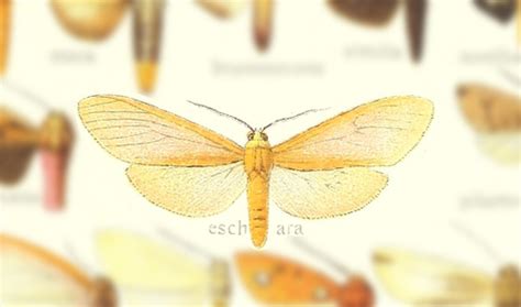Epicrisias Eschara