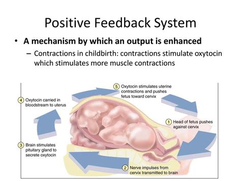 Oxytocin Feedback Loop Diagram