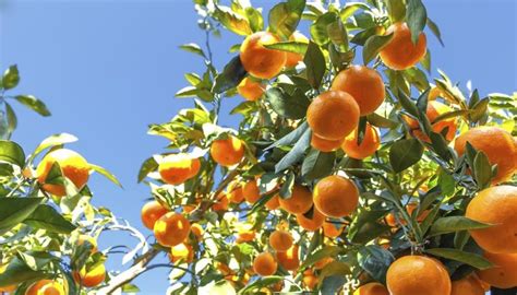What Kind Of Soil Do Orange Trees Like Garden Guides