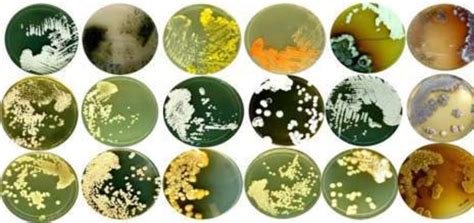 Mass Multiplication Of Various Beneficial Microbes Azospirillum Download Scientific Diagram