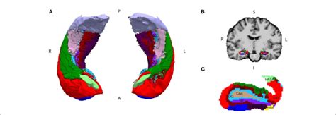 Figure Segmentation Of The Hippocampal Subregions Made With Freesurfer Download Scientific