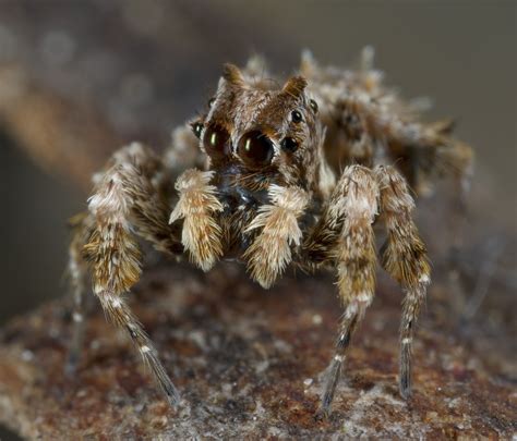 The Portia Jumping Spider Is Remarkably Intelligent Capable Of Problem