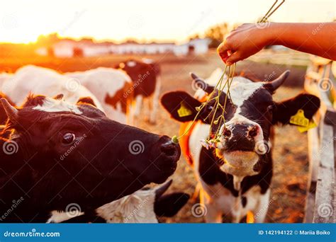 Farmer Feeding Cows With Grass On Farm Yard At Sunset Cattle Eating