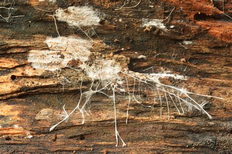 Mushroom Mycelium What It Is When Is Mycelium Ready To Fruit And How