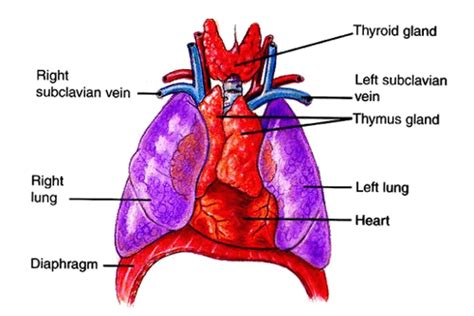 Thymus Gland Location And Function Hormones Produced By Thymus Living Life