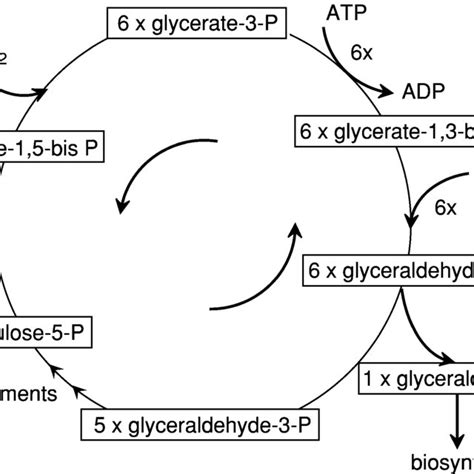 11 The 3 Hydroxypropionate Cycle As Suggested By Holo 1989 For Download Scientific Diagram