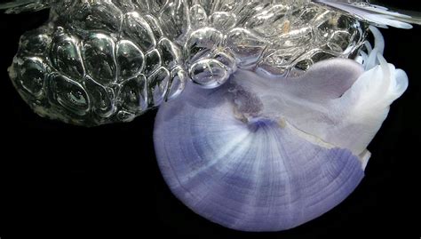 Pacific Garbage Patch Is Teeming With Lifean Ecosystem Older Than