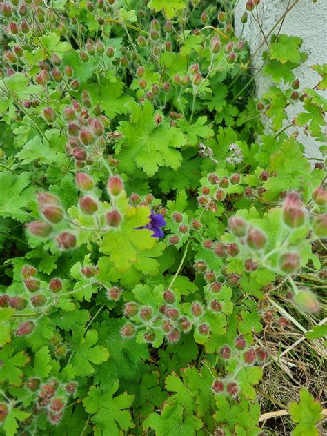 Deadhead These Geraniums Rgardening