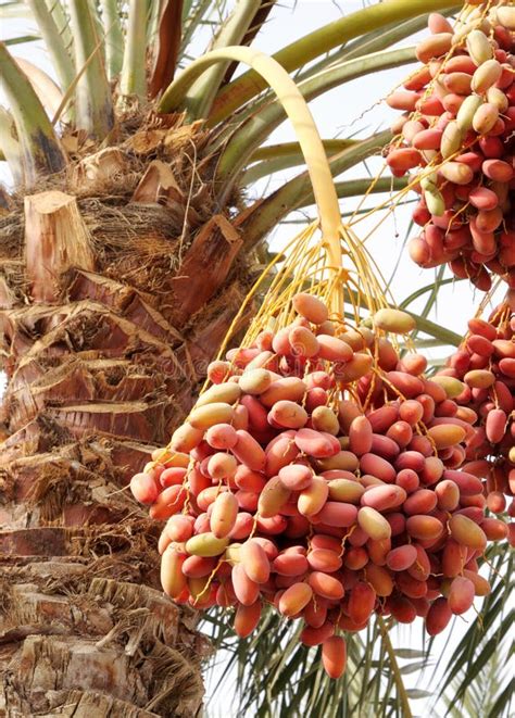 Multicolor Kimri Dates Stock Image Image Of Gulf Flora 25750477