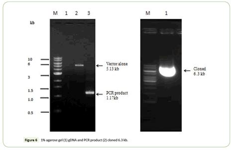 Non Specific Subtilisin Producing Isolates Klu119 Cloning And
