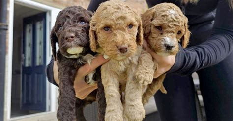 Health Clear Show Type Cockapoo Puppies For Sale Ukpets
