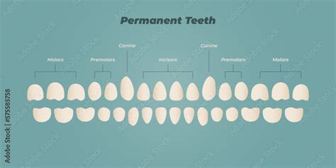Medical Dental Diagram Illustration Orthodontist Human Tooth Anatomy