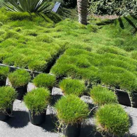 Caring For A Creeping Fig Ficus Pumila Local Botanist