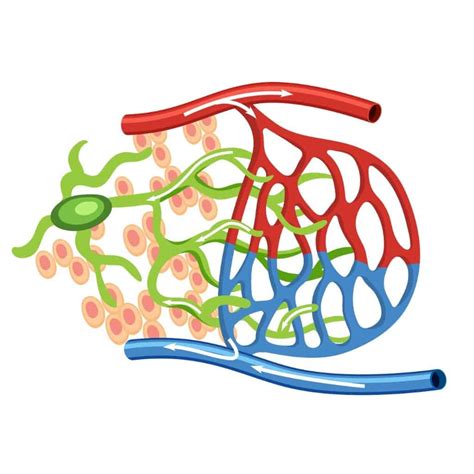 Lymphatic Fluid Quiz Test Your Knowledge Of The Human Body