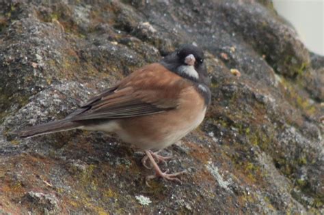 Leucistic Dark Eyed Junco R Birdsfacingforward
