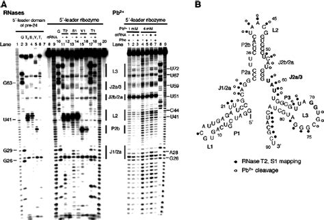 Rnase And Pb 2 ϩ Mapping Of Cis And Trans Acting Ribozymes And