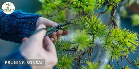 How To Prune Bonsai For Shape Structure Simplify Gardening