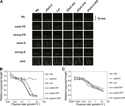 The Effect Of Phya 5 Mutation On The Light Dependent Phenotype Of Download Scientific Diagram