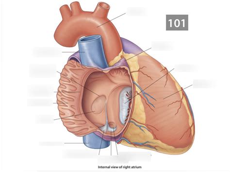 External And Internal Features Of Heart Continued Right Atrium View