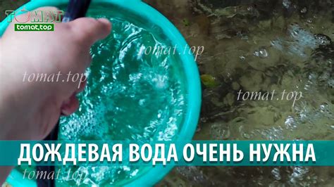Дождь приносит радость дачнику. Сбор дождевой воды для полива томатов ...