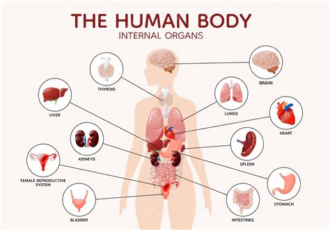 Poster De Diagramme De Lanatomie Du Corps Humain Féminin Des Organes