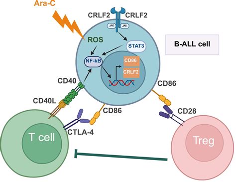 Cd86 The Double Agent Significance Of Cd86 Expression In B‐cell