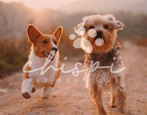 Chispi Projects Photos Videos Logos Illustrations And Branding Behance