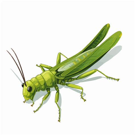 Graceful Grasshopper Line Vector Illustration On White Background