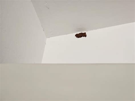 What Type Of Insect Frass Is This It Appeared Basically Overnight And