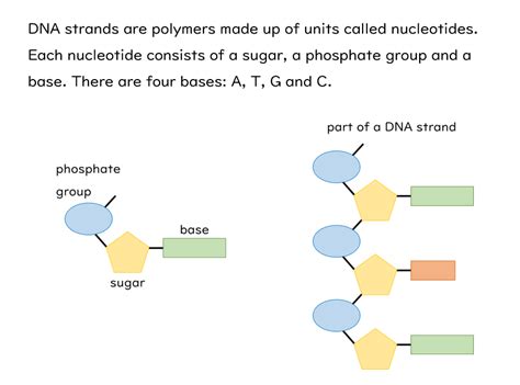 Dna Supplementary Slides And Worksheet Gcse Biology Aqa Teaching