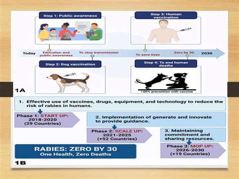 Rabies And Its Eradication In Bangladesh Pptx