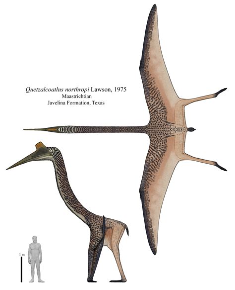 Quetzalcoatlus Scale