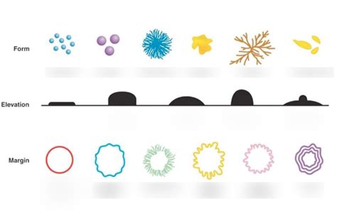 Classification Of Colonies By Form Elevation And Margins Diagram