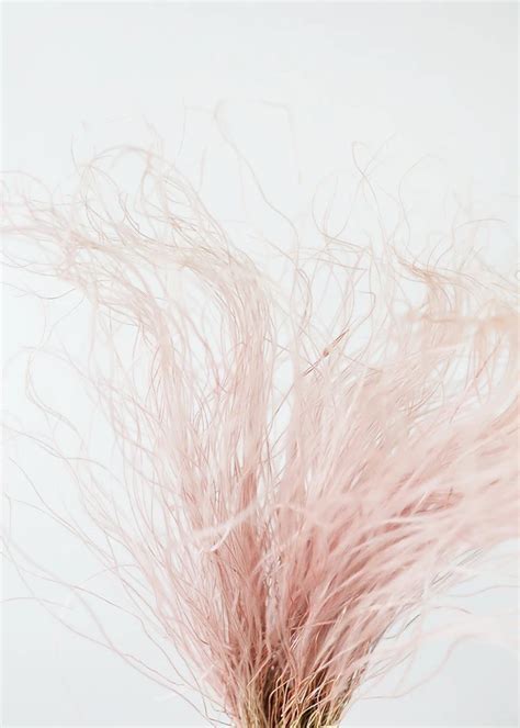 Natural Dried Flowers Preserved Grasses At Afloral Com Artofit