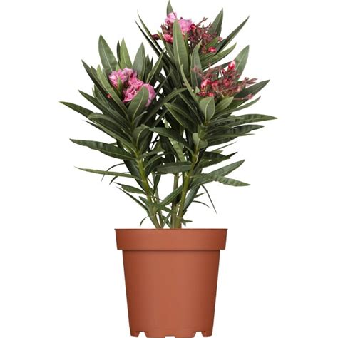 Oleander Kaufen Bei Obi