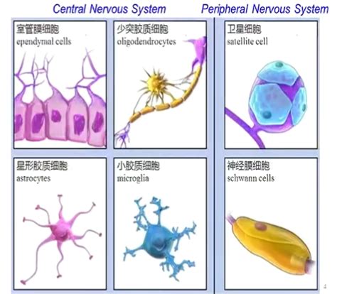 神经科学系列2 神经胶质细胞 知乎
