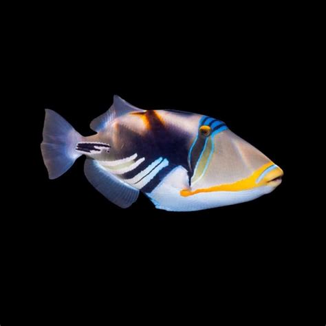 Picasso Triggerfish Triggerfish Geemarine
