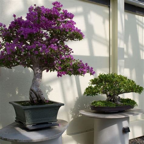 Growing And Caring For A Bougainvillea Bonsai Tree Bougainvillea