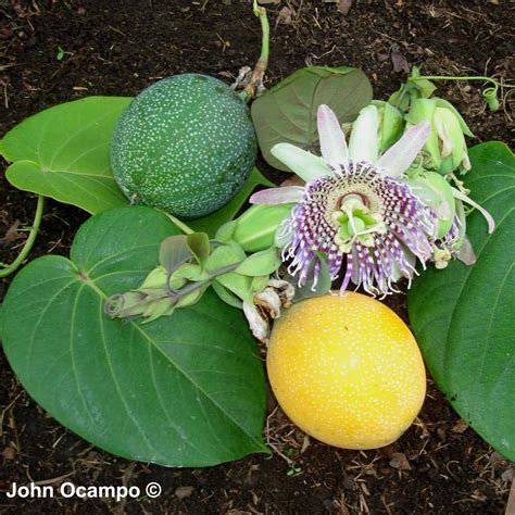 Passiflora Ligularis Sweet Granadilla West Coast Agroforestry