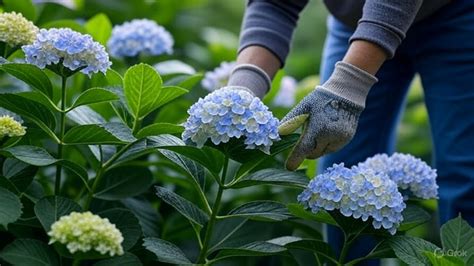 How To Divide Hydrangea Plants Garden Cure